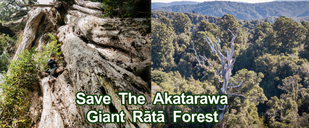 Save the world’s last Giant Rātā Forest | Greenpeace Community Platform
