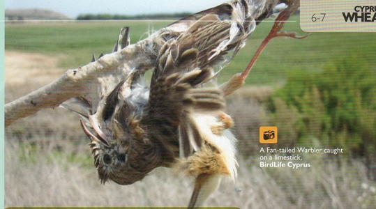 Stop Migrating Birds being slaughtered in Malta and Cyprus | 38 Degrees