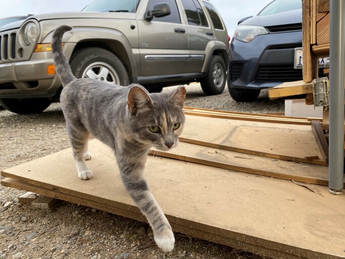 Support Community Cat programs in Riverside | 2025 Action Team