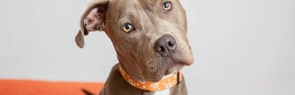 End Breed-Restrictive Insurance Practices in Maine | 2025 Action Team