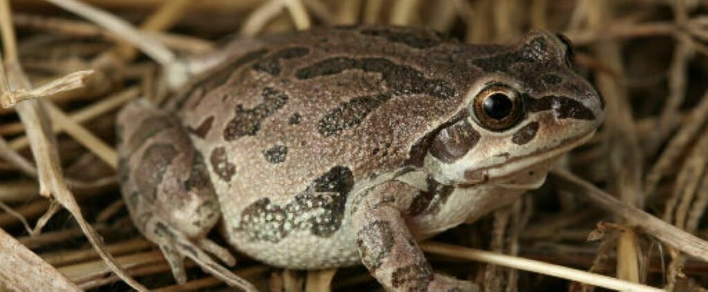 Atrazine Poisons Wildlife — It's Time To Ban It | MoveOn