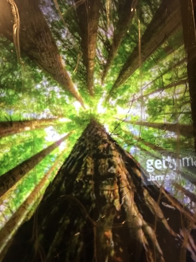 REDWOOD TREE & COOLING THE PACIFIC OCEAN | MoveOn