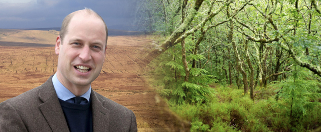 Bring back Britain's rainforests in your newly inherited estate! | 38 ...