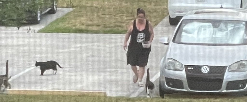 Feral Cat Removal | MoveOn