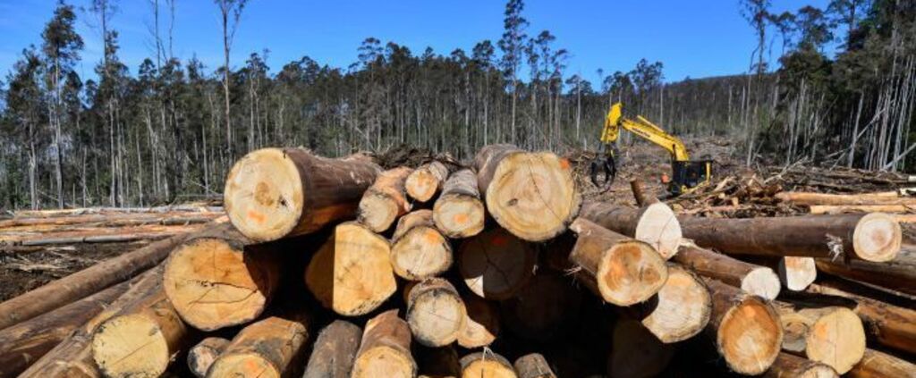 HANDS OFF OUR FORESTS! Don’t lift the ban on logging public & community ...