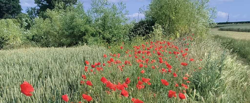 Save Ham Farm - Say NO to 250 houses on a Greenfield site and crucial ...