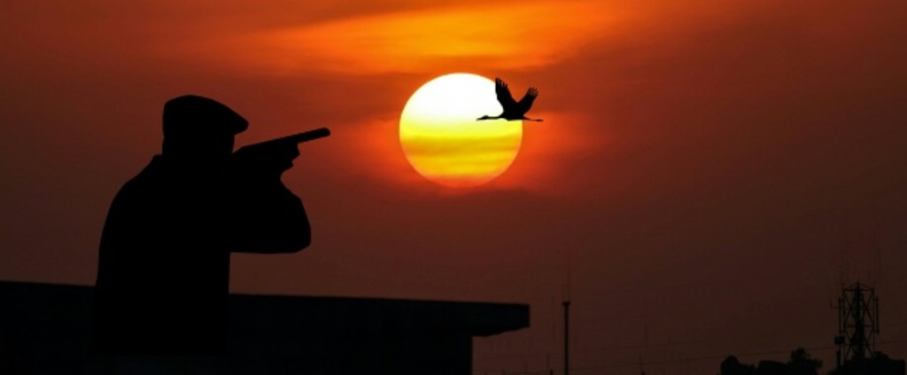 Ban bird shooting new year 12th Aug | 38 Degrees