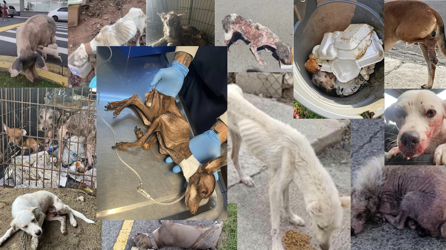 Stop Animal Cruelty in Puerto Rico | MoveOn