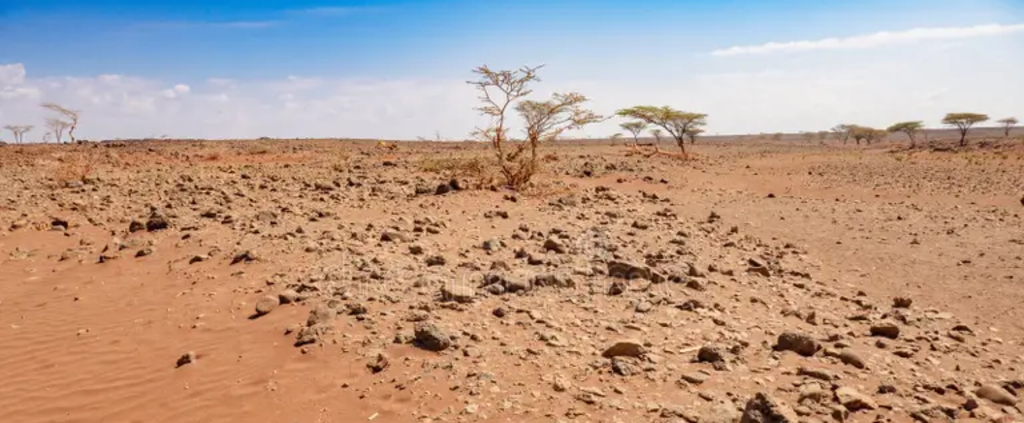 Turn Kenyan Chalbi Desert into a Forest | VUMA.EARTH