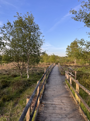 Save Ferndown Slop Bog “BOARDWALK” | 38 Degrees