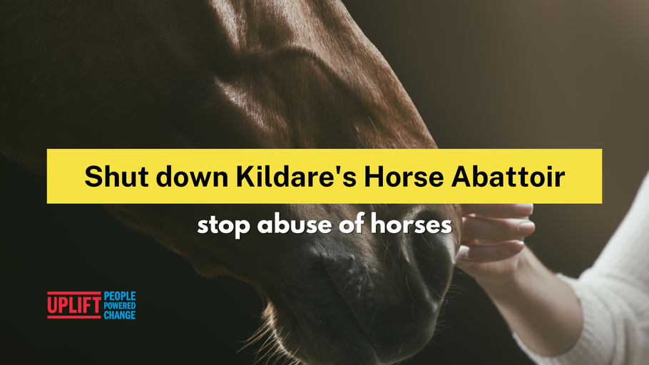 Shut down Kildare's Horse Abattoir | MyUplift