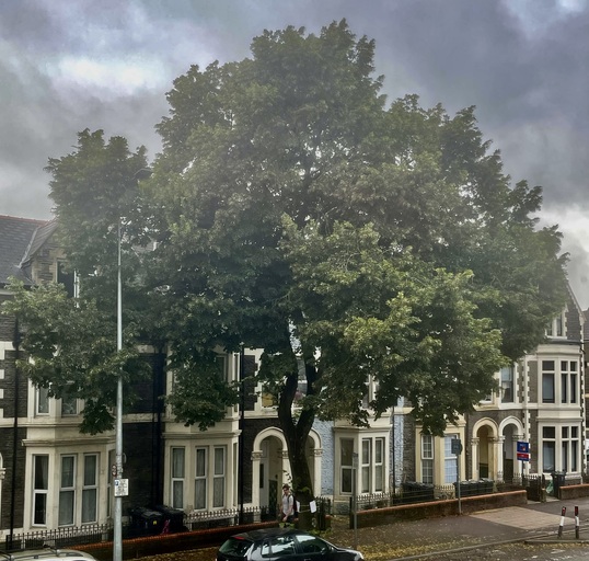 SAVE THE 100 - year -old AMERICAN LIMES | 38 Degrees