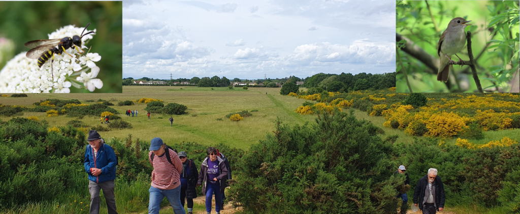 Defend the wildlife of Middlewick Ranges | 38 Degrees