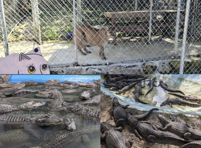 Close Down The Alligator Farm | MoveOn
