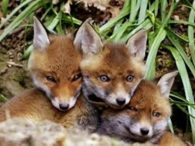 Stop Fox Hunting and Fox Cub Hunting | MyUplift