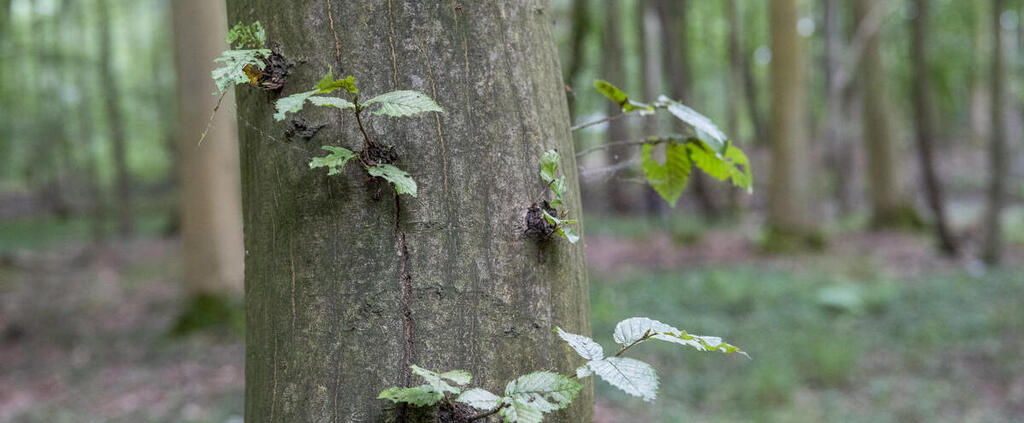 Samen voor meer natuur in Stad Brussel // « Ensemble pour plus de ...