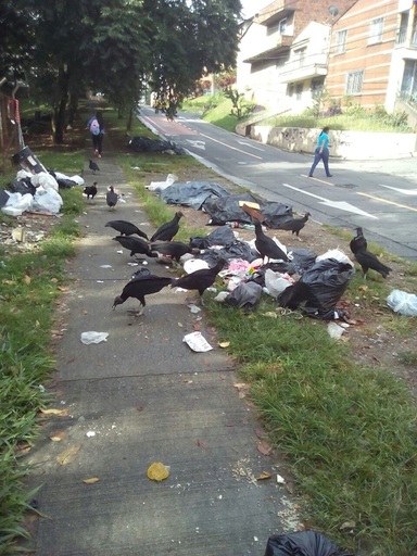 Manejo saludable de residuos orgánicos en pacas digestoras - Colombia ...