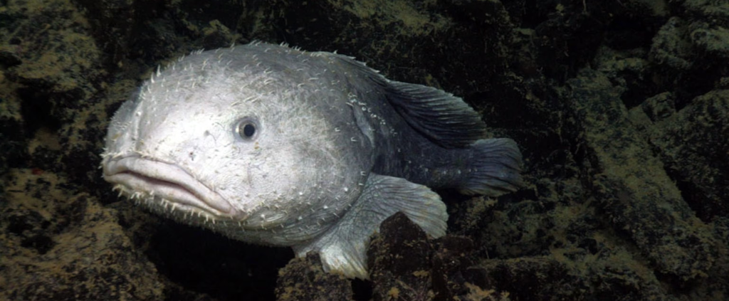 Save The Blobfish Greenpeace Community