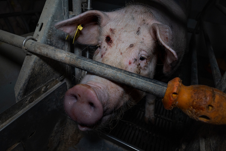 Ban pig farming in Ireland | MyUplift