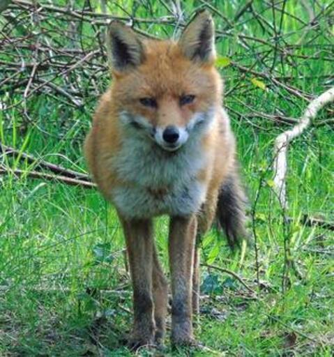 Save the trees of Baginton Fields Nature Reserve , Coventry | 38 Degrees