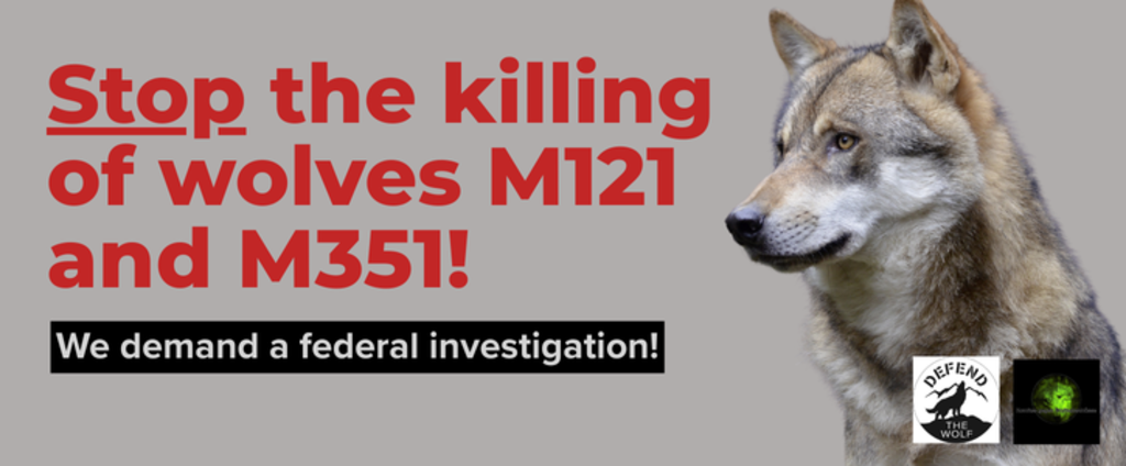 Stop the killing of the wolves M121 and M351! | ACT by Campax