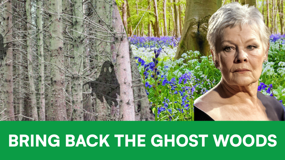 Bring back the ancient woodlands smothered beneath your timber ...