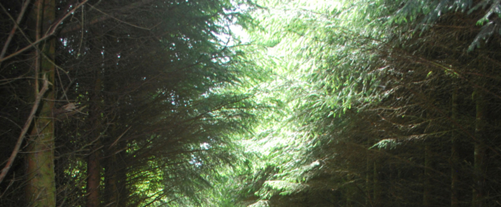 Castlefreke – Our Woods Our Walks | MyUplift