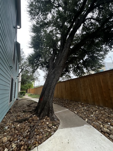 Preserve Our Live Oaks: Save Tree 16 | MoveOn