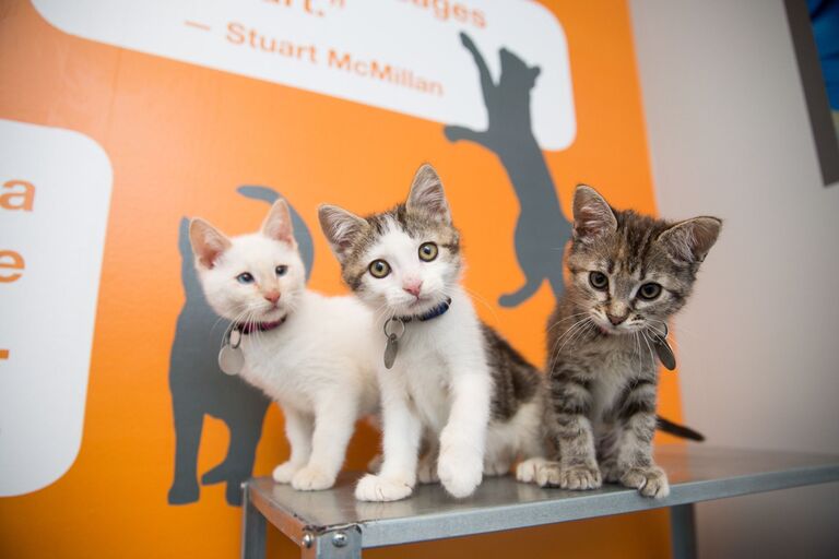 Tell Salem City Council: Support Lifesaving Programs for Cats | Best ...