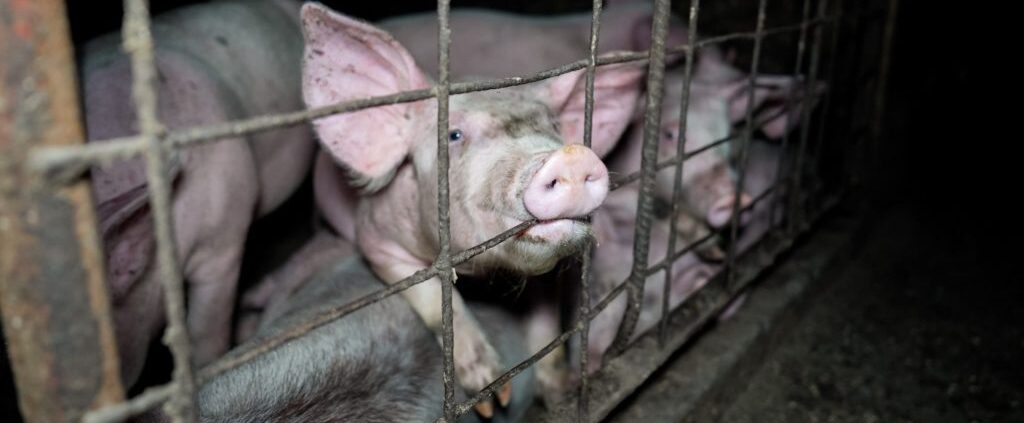 Take Action for Farmed Animals | MyUplift