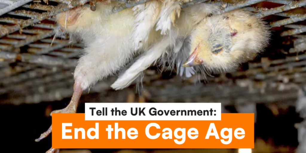 Ban cages for British hens | 38 Degrees