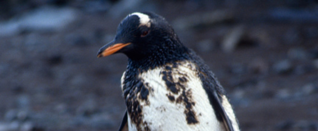 SAVE SOUTH AFRICA'S WILD COAST FROM OIL DRILLING | VUMA.EARTH