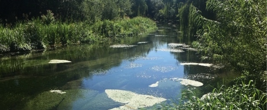 Protect the River Lambourn, one of only 4 chalk streams in the world ...