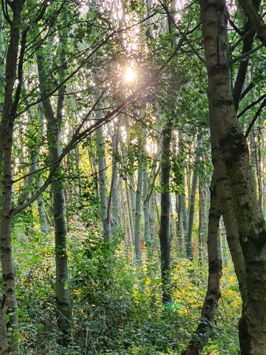 111 option 2 for mental health | 38 Degrees