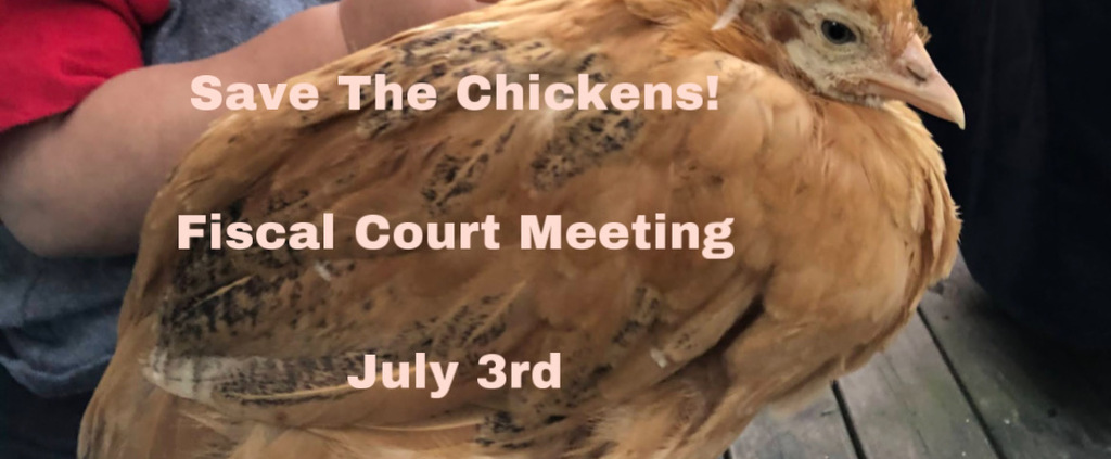 Save the Chickens! | MoveOn