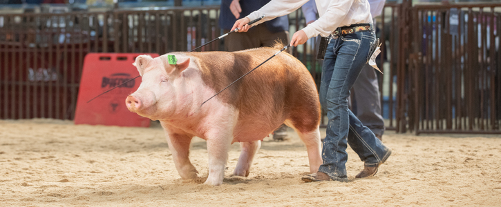 Tulsa State Fair Livestock Show eliminated the Hereford Swine Breed ...