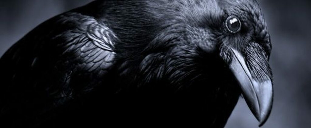 Stop the Raven Cull | 38 Degrees