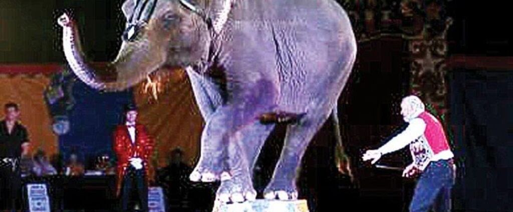 STOP CIRCUS SUFFERING NOW! | MoveOn