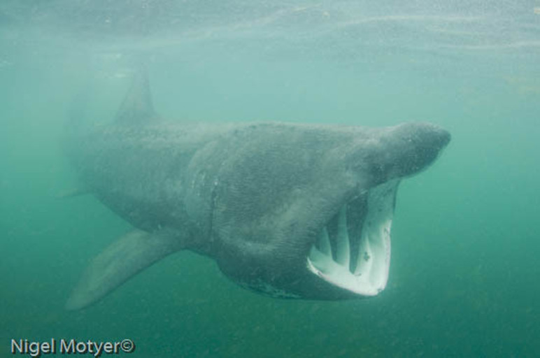 Provide Legal Protection for Basking Sharks in Ireland | Uplift