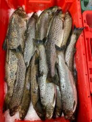 Stop the netting of Dollaghan Trout in Lough Neagh | Uplift