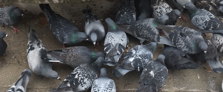 Taubenschläge in Zürich | ACT by Campax