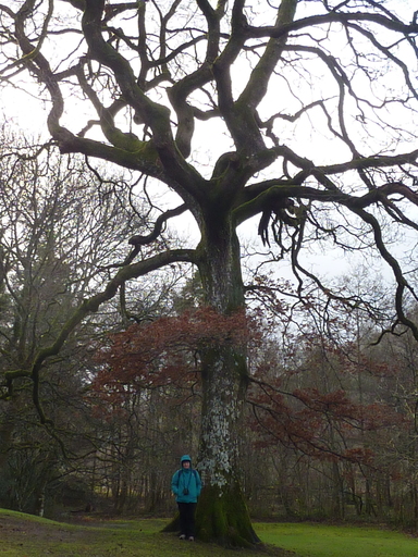 Help Us Save Our Special Trees | 38 Degrees