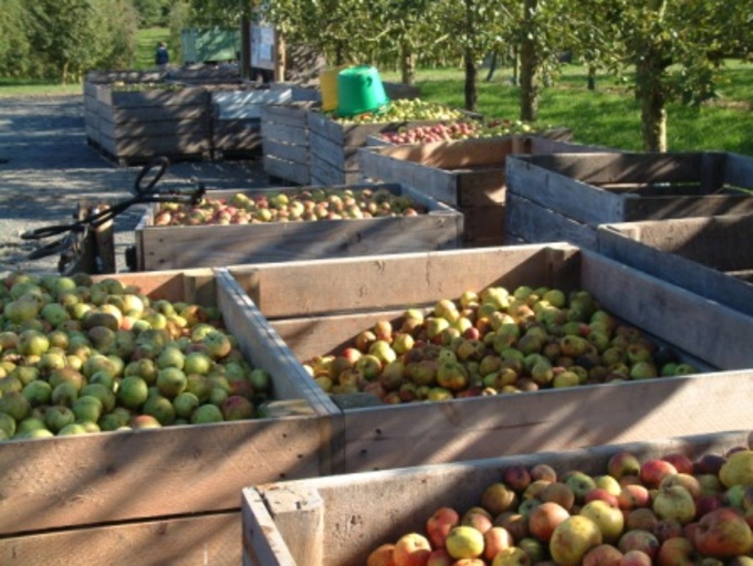 Protect small cider producers | 38 Degrees