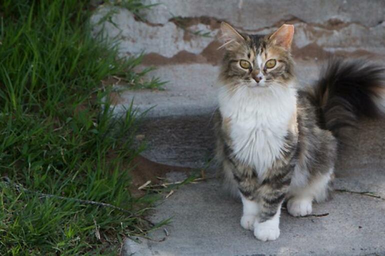 Saving Cats in Our Community - [Des Arc, Arkansas] | 2025 Action Team