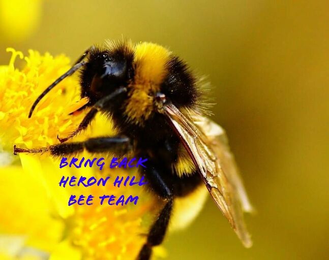 Bring Our Bees Back | 38 Degrees