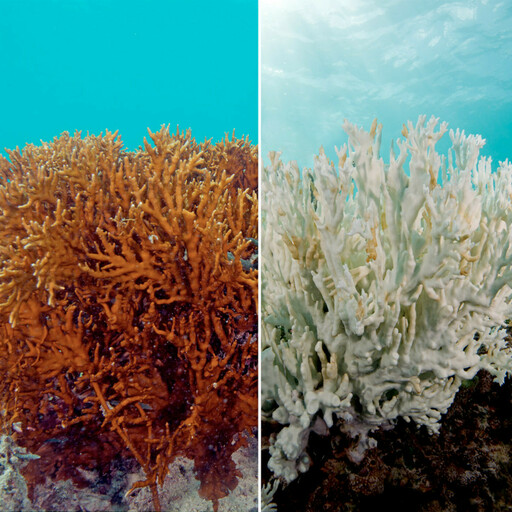 Ingredients in sunscreen that harm coral reefs and sea creatures should ...
